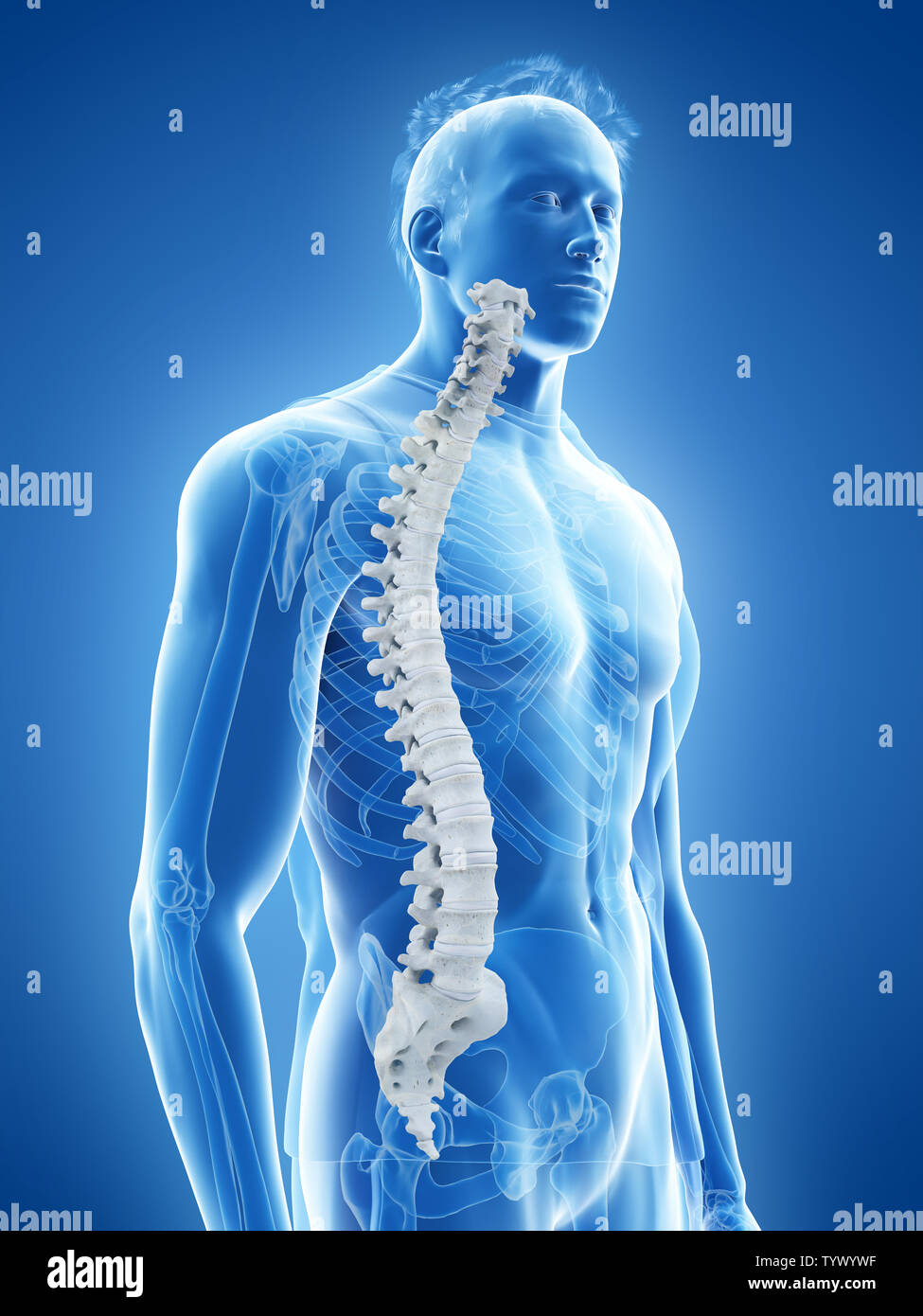 3d rendered medically accurate illustration of the human spine Stock ...