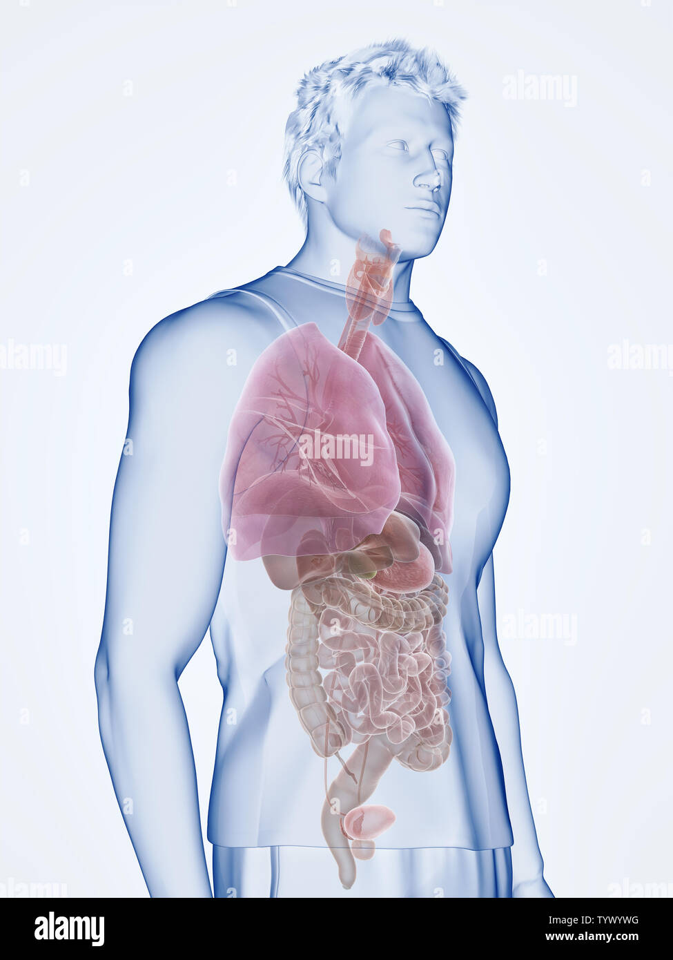 3d rendered medically accurate illustration of the human organs Stock ...