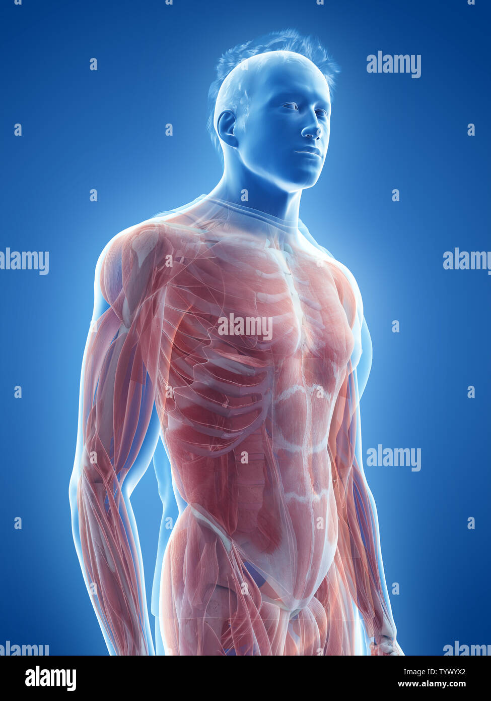 3d rendered medically accurate illustration of the male muscle system ...