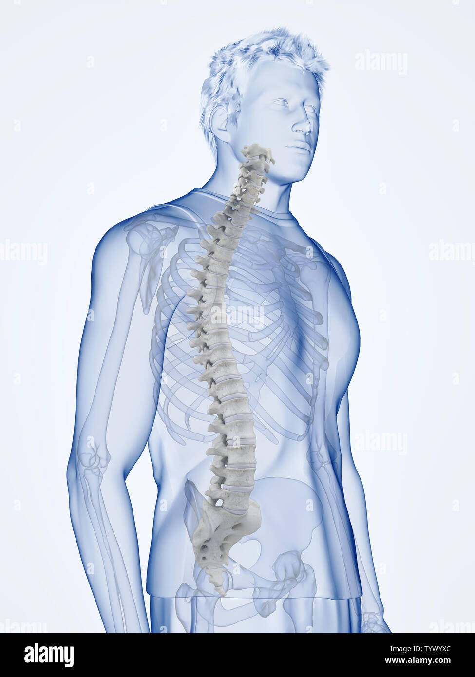 3d rendered medically accurate illustration of the human spine Stock ...