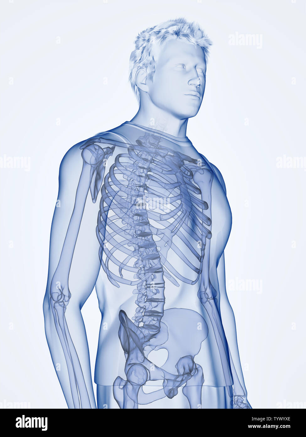 3d rendered medically accurate illustration of the human skeletal ...