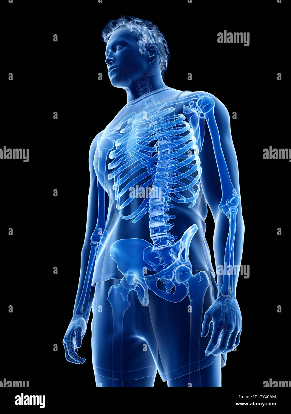 3d rendered medically accurate illustration of the human skeletal ...