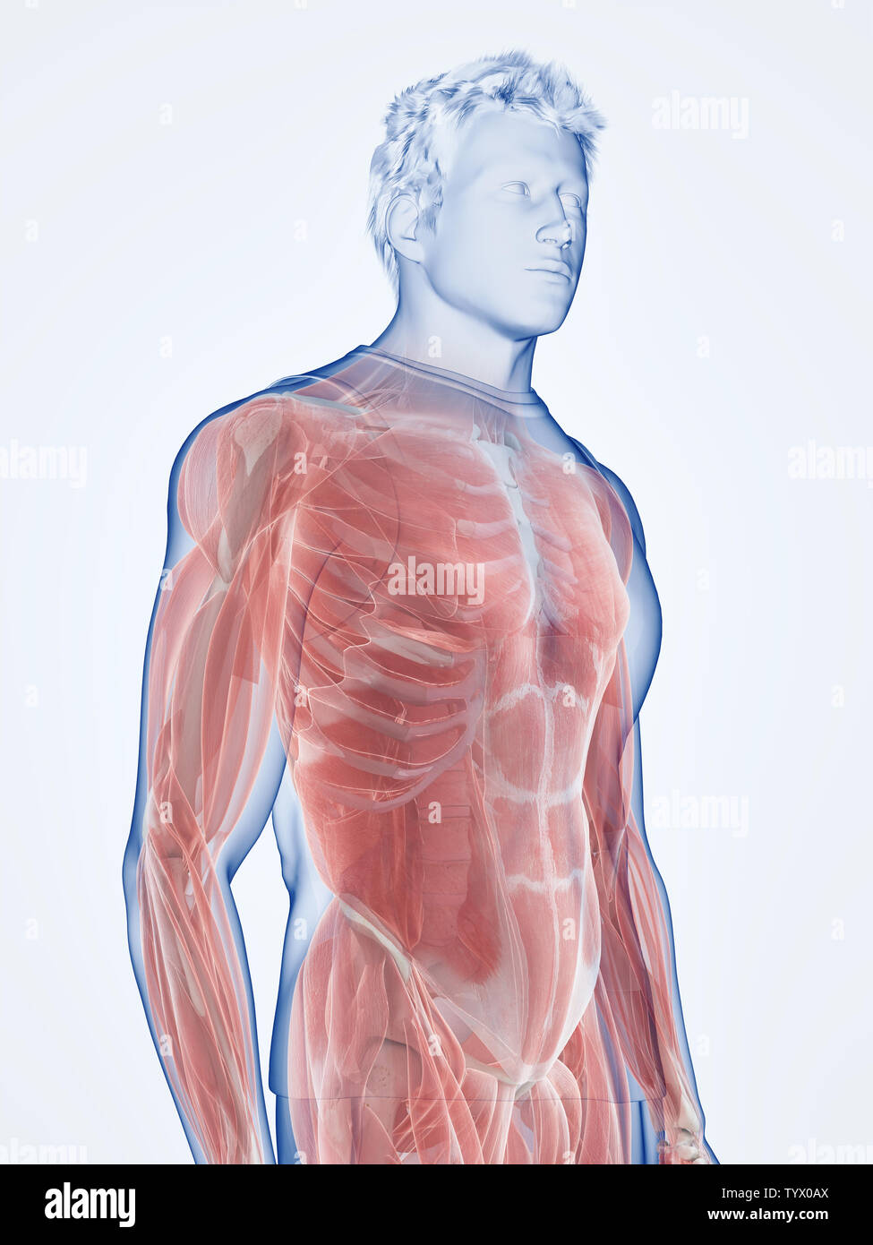 Muscular system with internal organs hi-res stock photography and ...