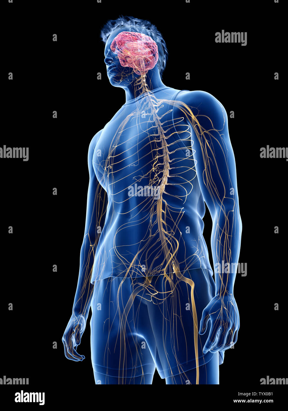 3d rendered medically accurate illustration of the human nervous system ...