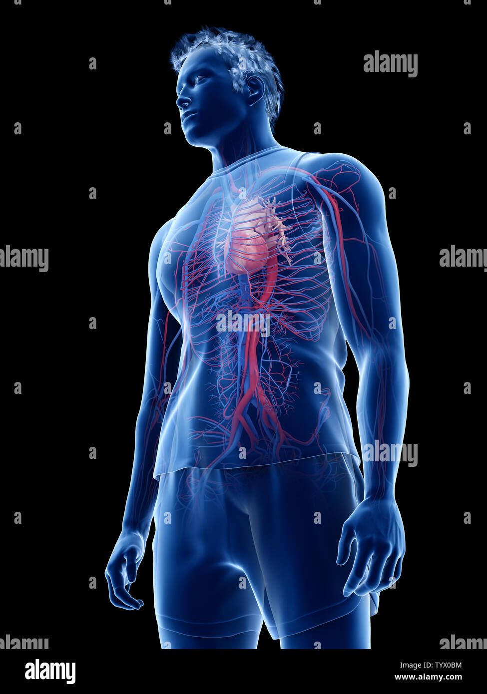 3d rendered medically accurate illustration of the human heart and ...