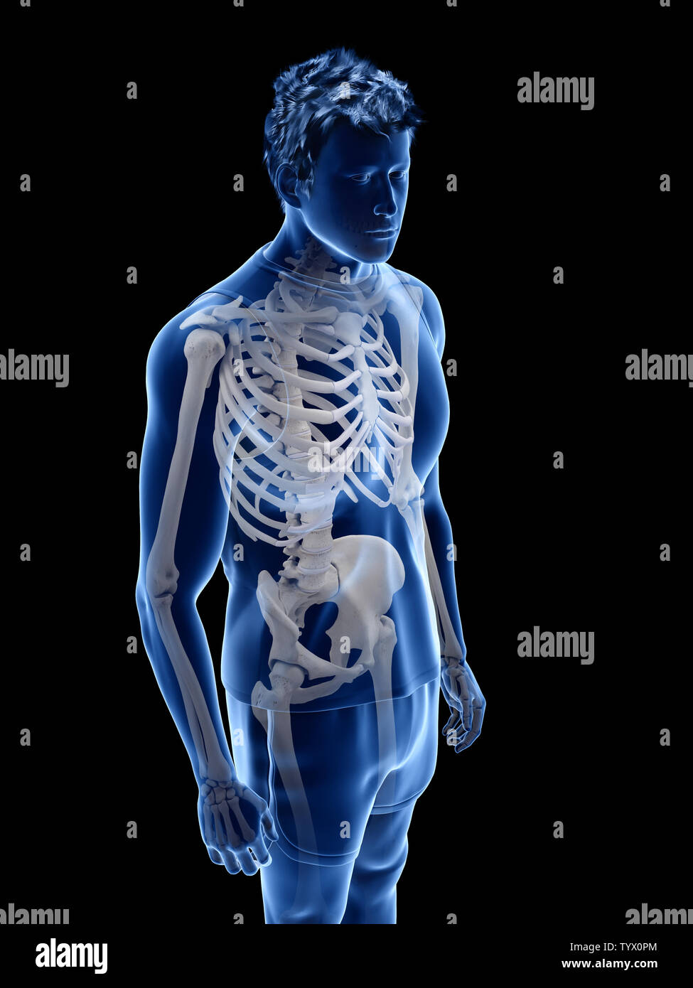 3d rendered medically accurate illustration of the human skeletal ...