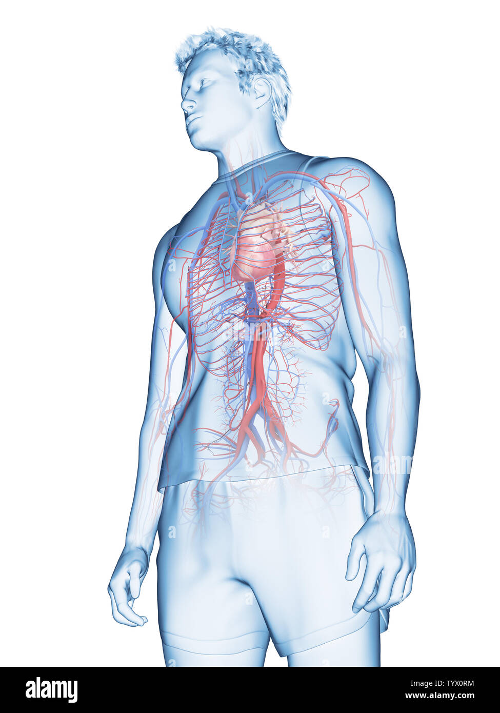 3d rendered medically accurate illustration of the human heart and ...