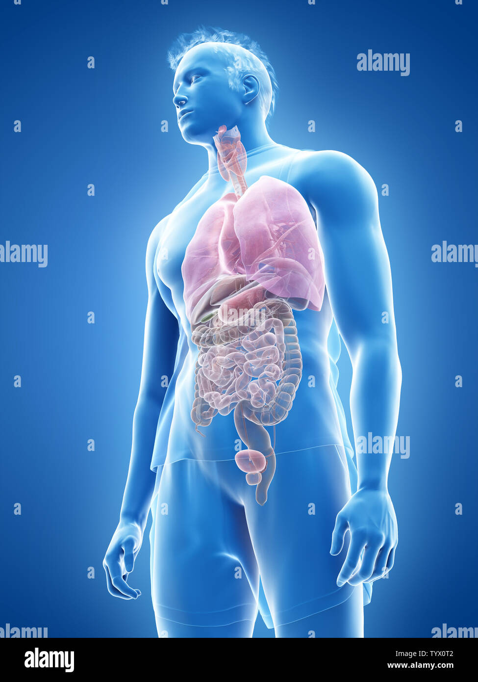 3d rendered medically accurate illustration of the human organs Stock ...