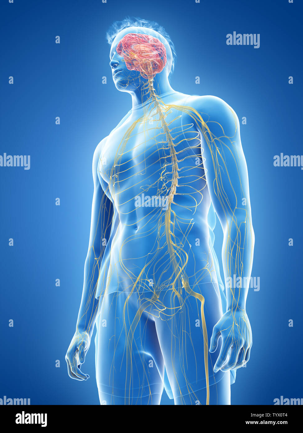 3d rendered medically accurate illustration of the human nervous system ...