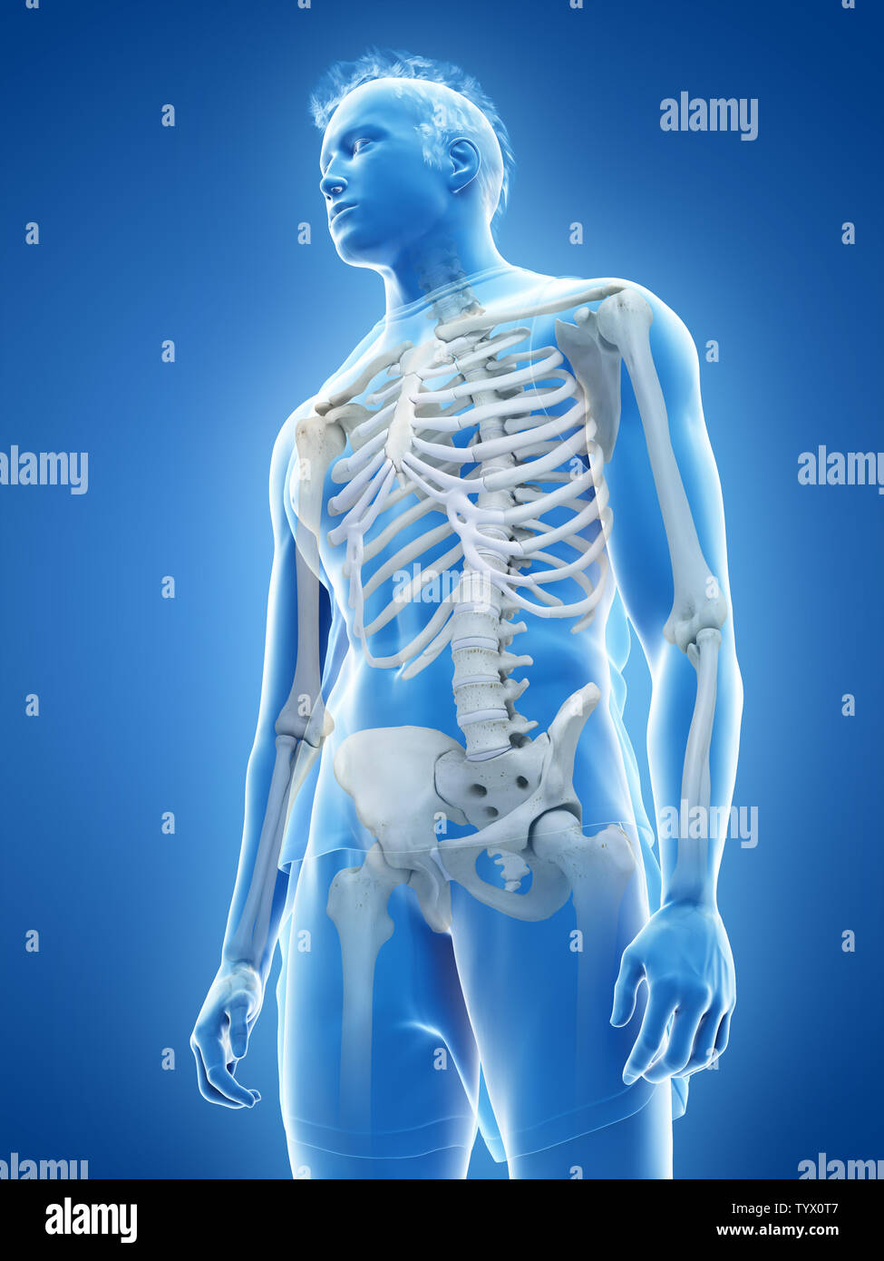 3d rendered medically accurate illustration of the human skeletal ...