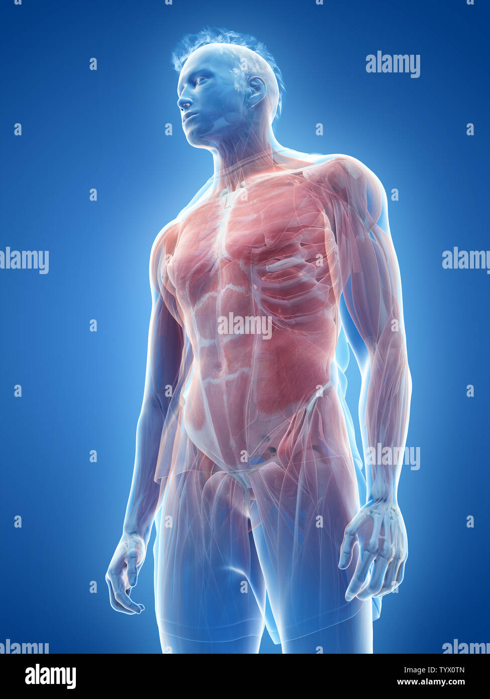 3d rendered medically accurate illustration of the male muscle system ...