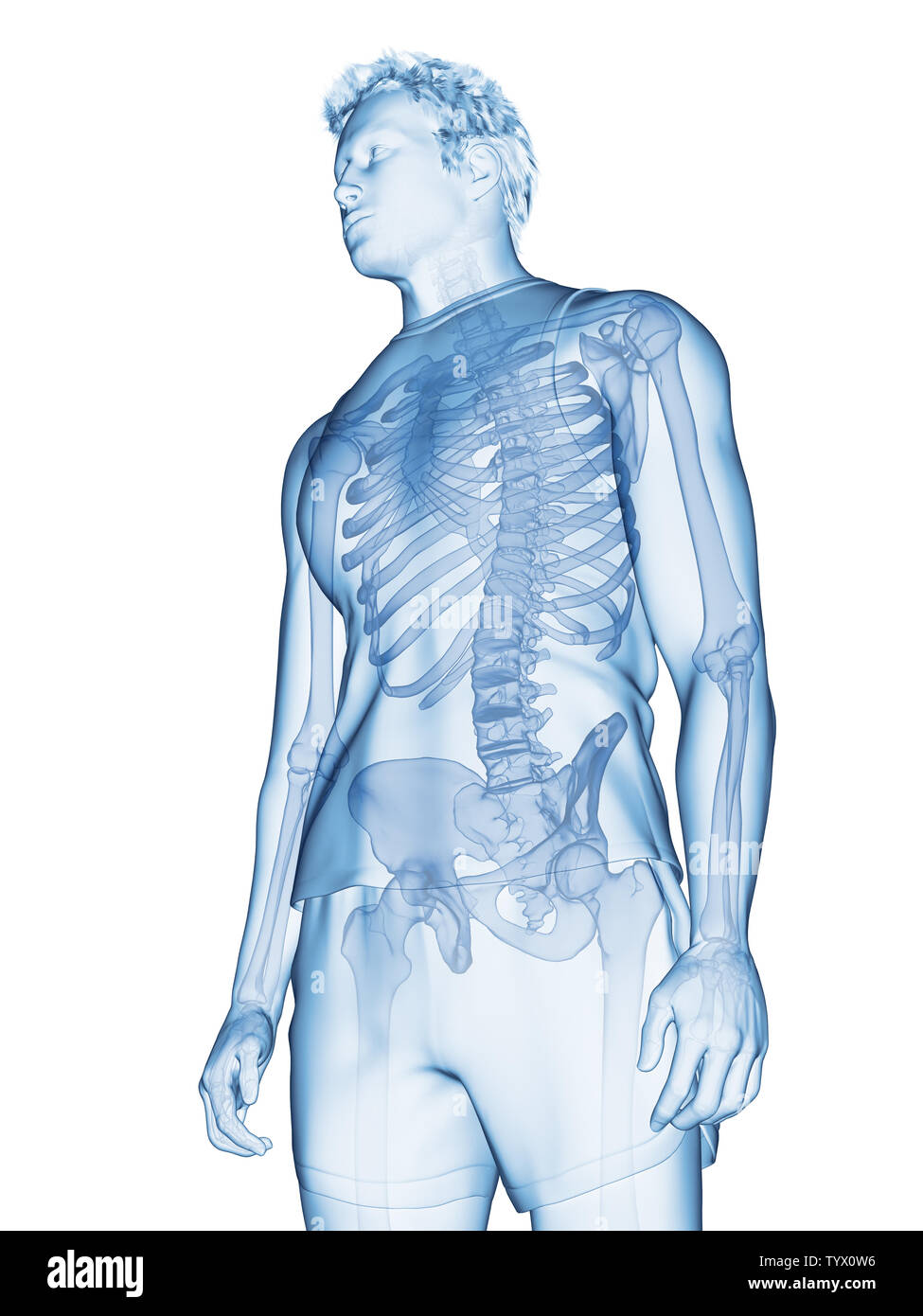 3d rendered medically accurate illustration of the human skeletal ...