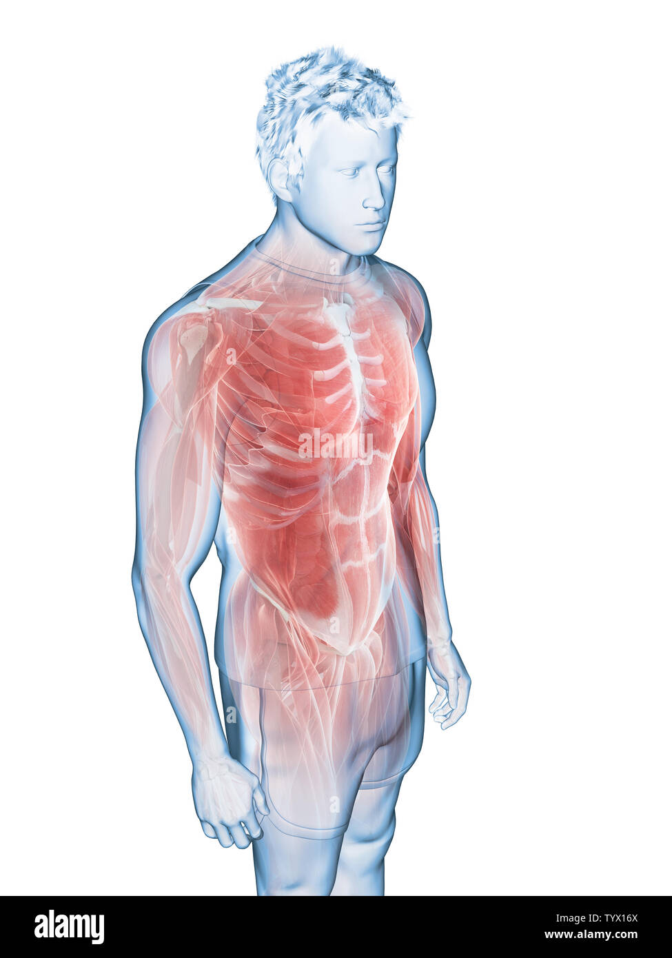 3d rendered medically accurate illustration of the male muscle system ...