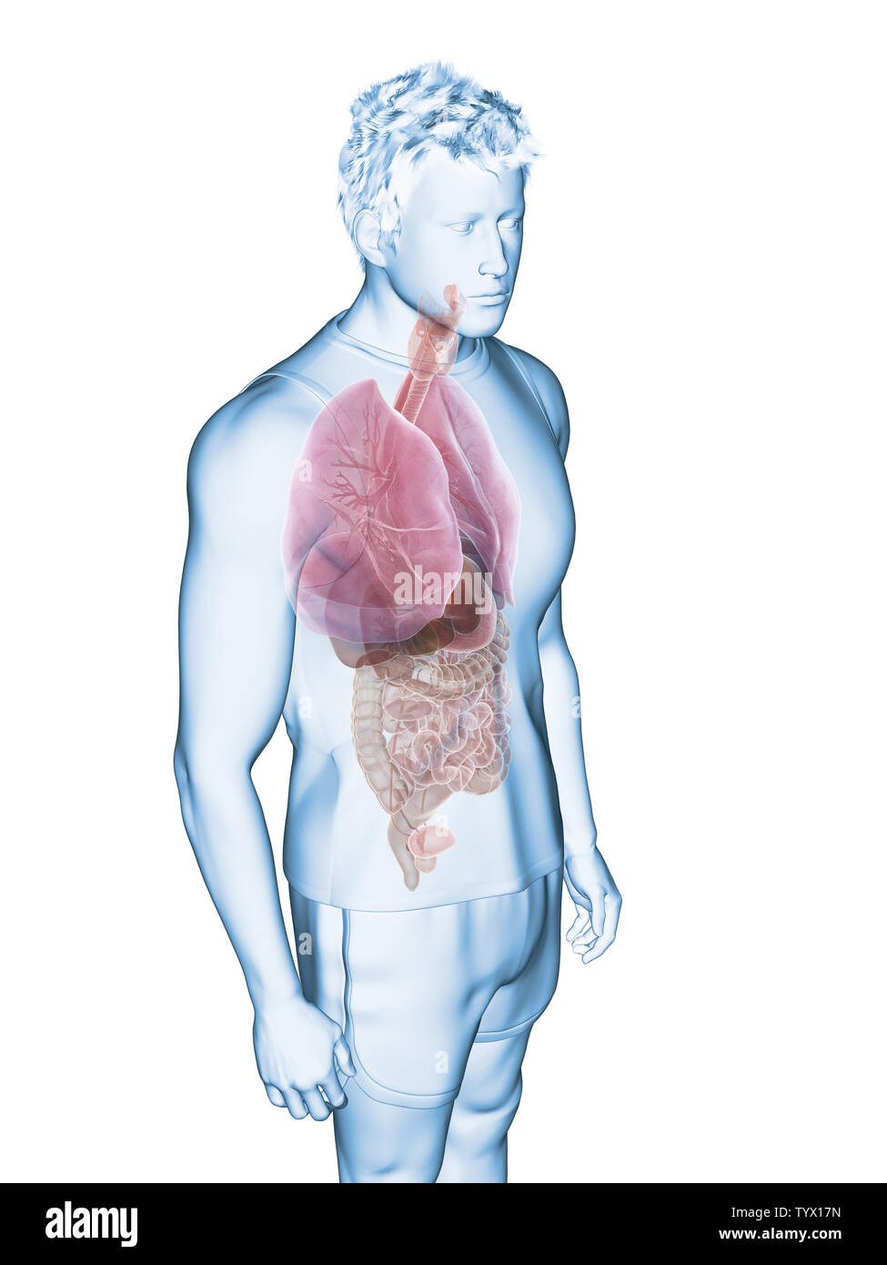 3d rendered medically accurate illustration of the human organs Stock ...