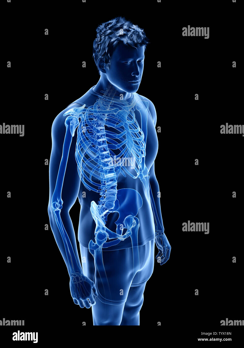 3d rendered medically accurate illustration of the human skeletal ...
