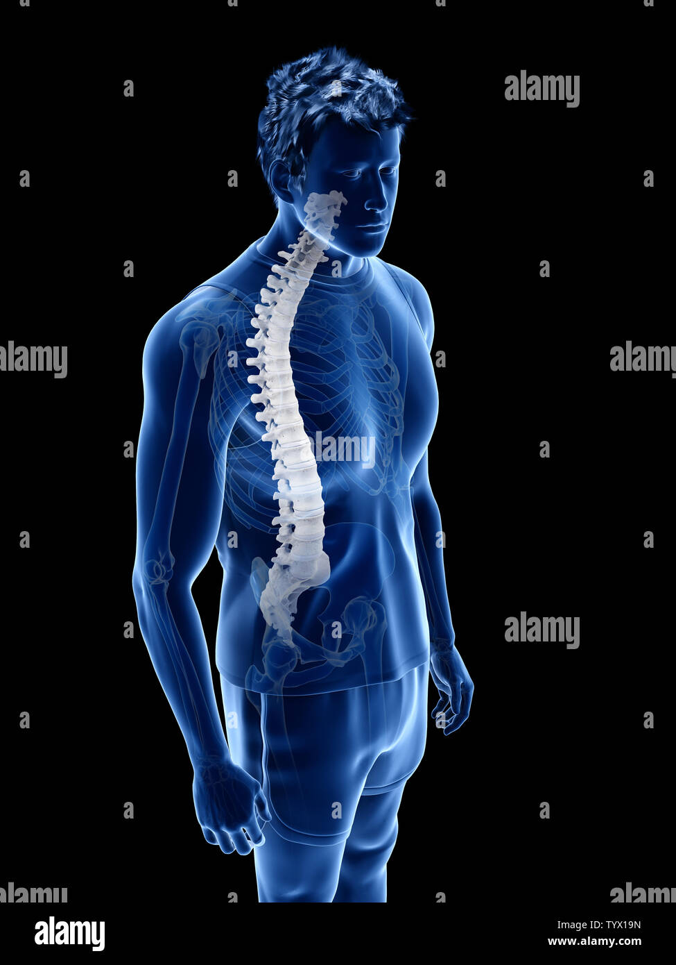 3d rendered medically accurate illustration of the human spine Stock ...