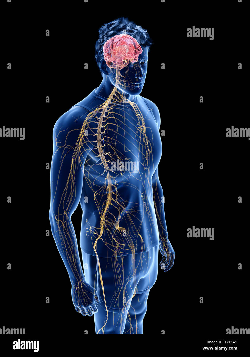 3d rendered medically accurate illustration of the human nervous system ...
