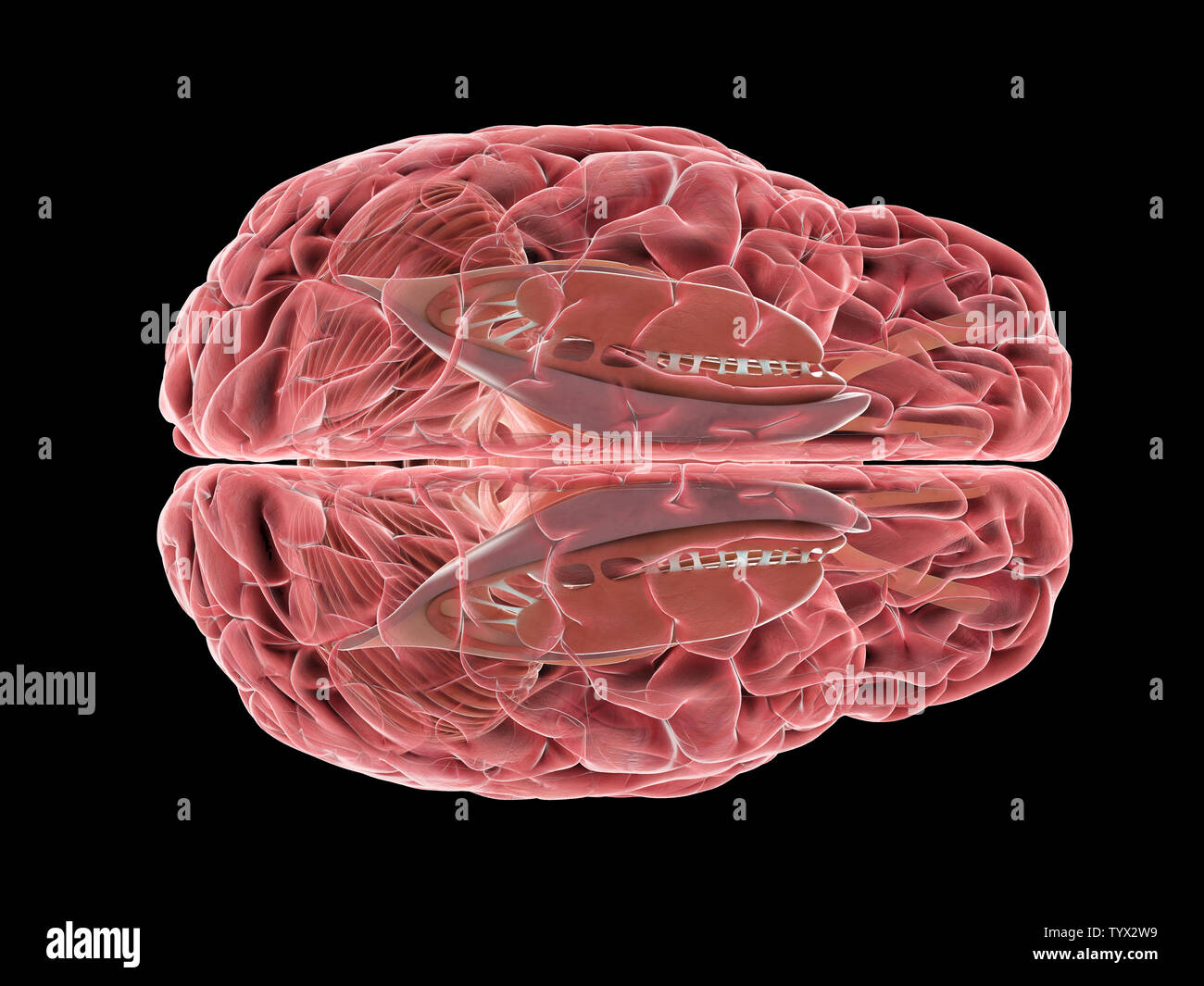 3d rendered medically accurate illustration of a human brain Stock ...