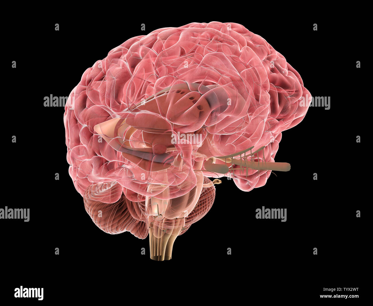 3d rendered medically accurate illustration of a human brain Stock ...