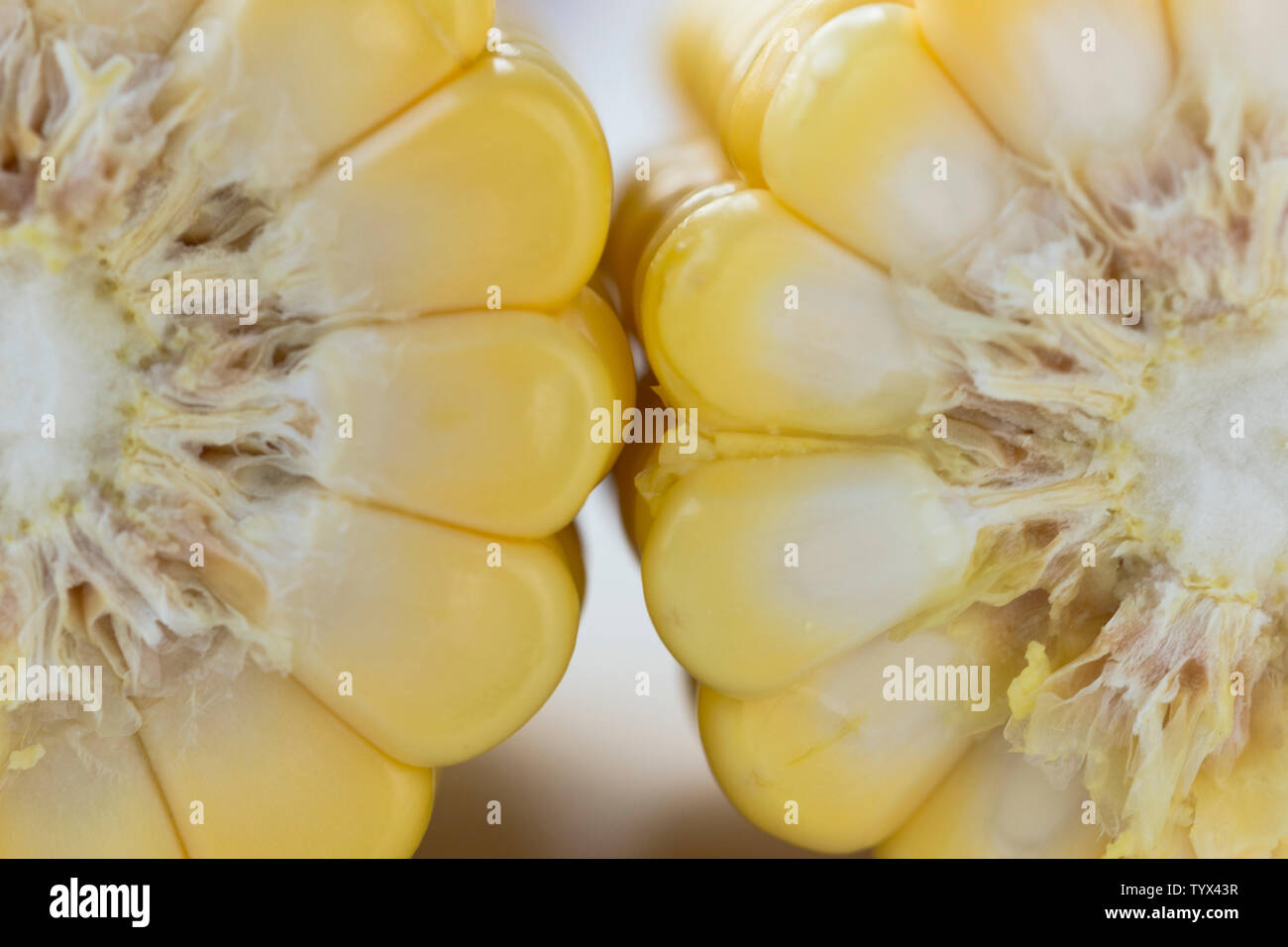 Corn Cross Section High Resolution Stock Photography and Images - Alamy