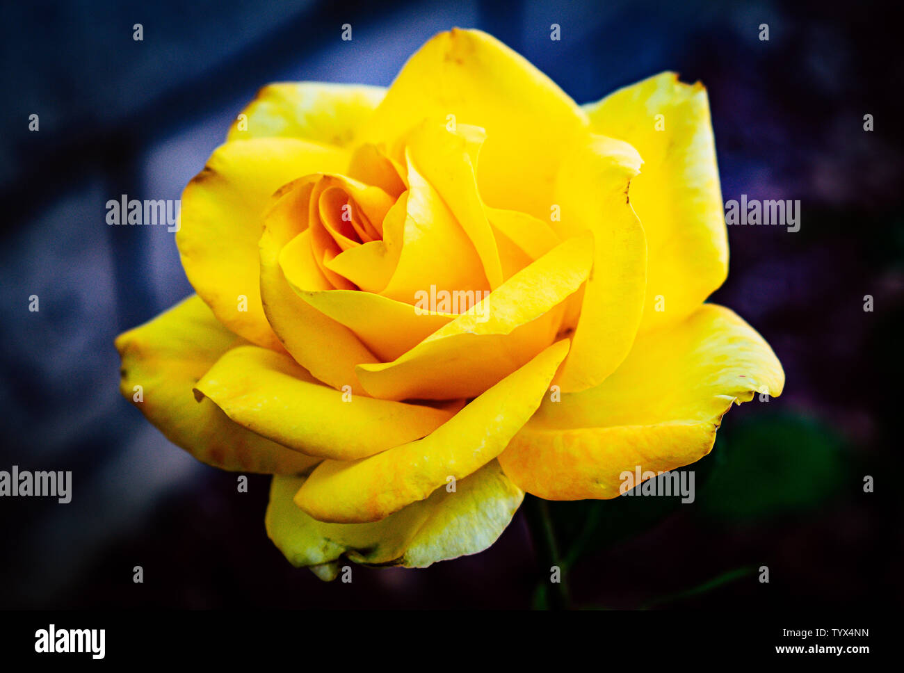 Lovely Yellow Rose Shining in the Moonlight Stock Photo - Alamy