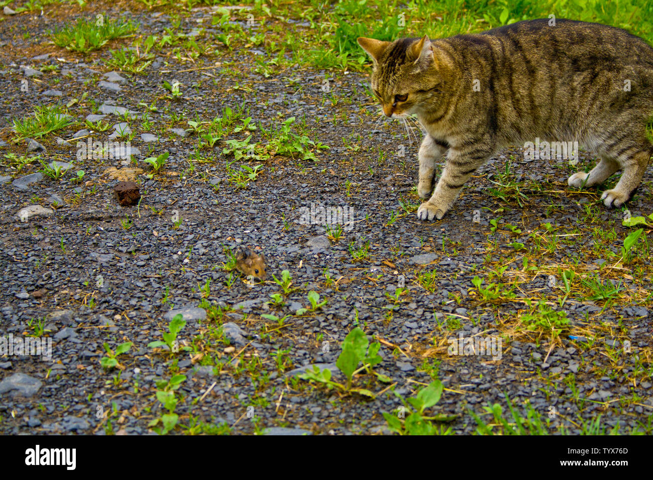 Cat and mouse are watching each other Stock Photo - Alamy