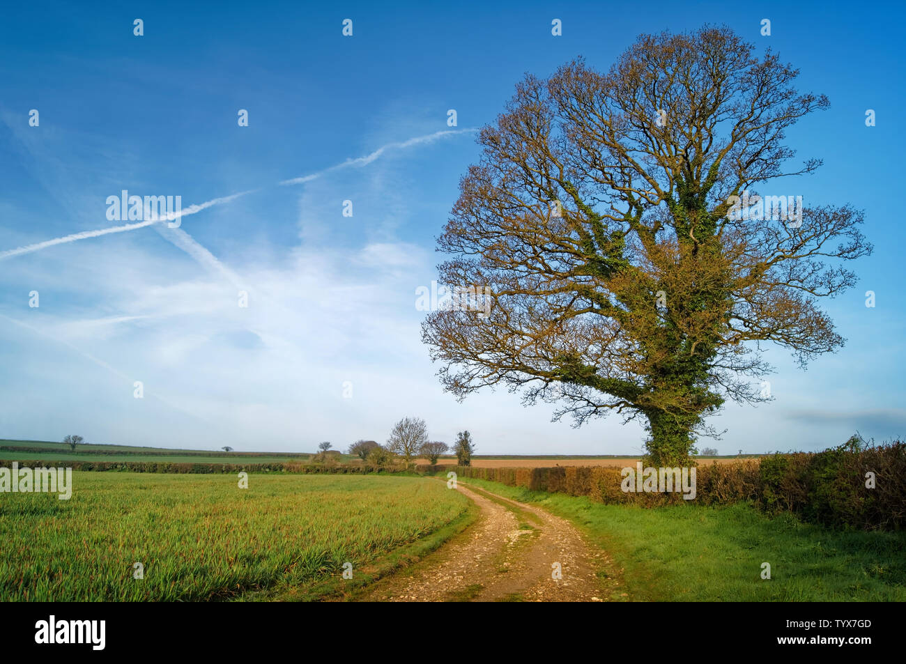 UK,Somerset,Chard,Snowdon Park,Footpath to Bounds Lane Stock Photo - Alamy