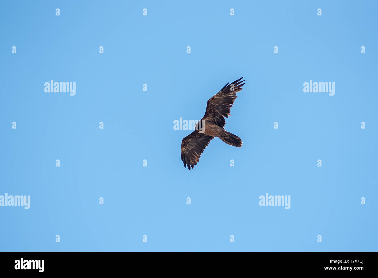 Hawk aerial view hi-res stock photography and images - Alamy