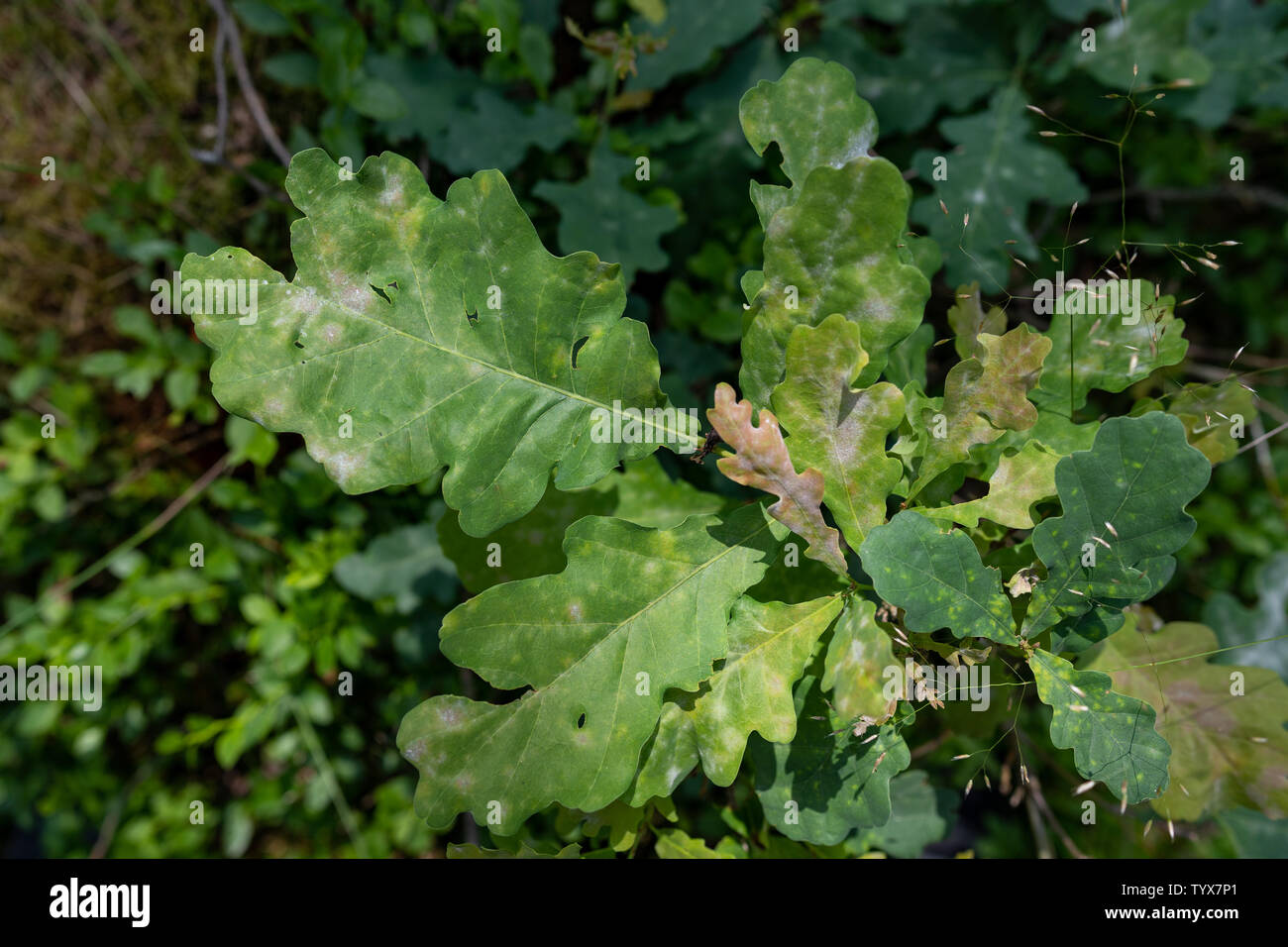 Oak tree fungus disease hi-res stock photography and images - Alamy