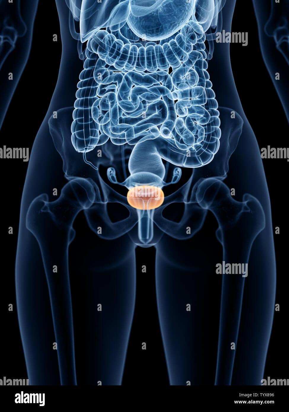 3d rendered medically accurate illustration of a womans bladder Stock ...