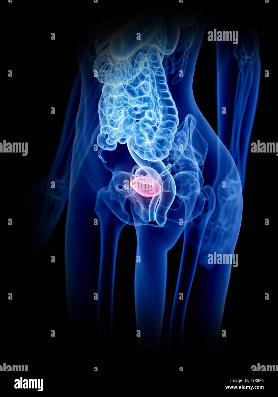 3d rendered medically accurate illustration of a womans bladder Stock ...