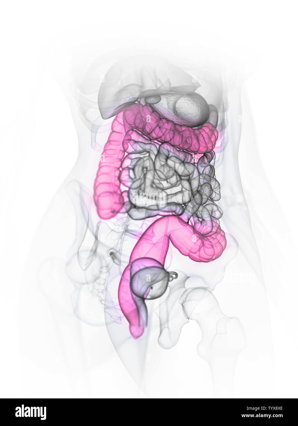 Irritable bowel syndrome 3d Cut Out Stock Images & Pictures - Alamy