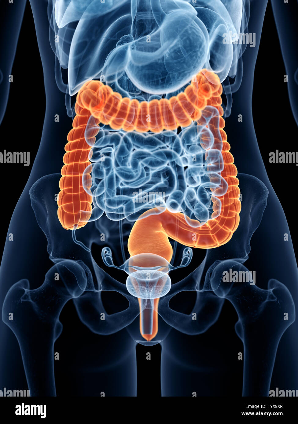 Female rectum hi-res stock photography and images - Alamy