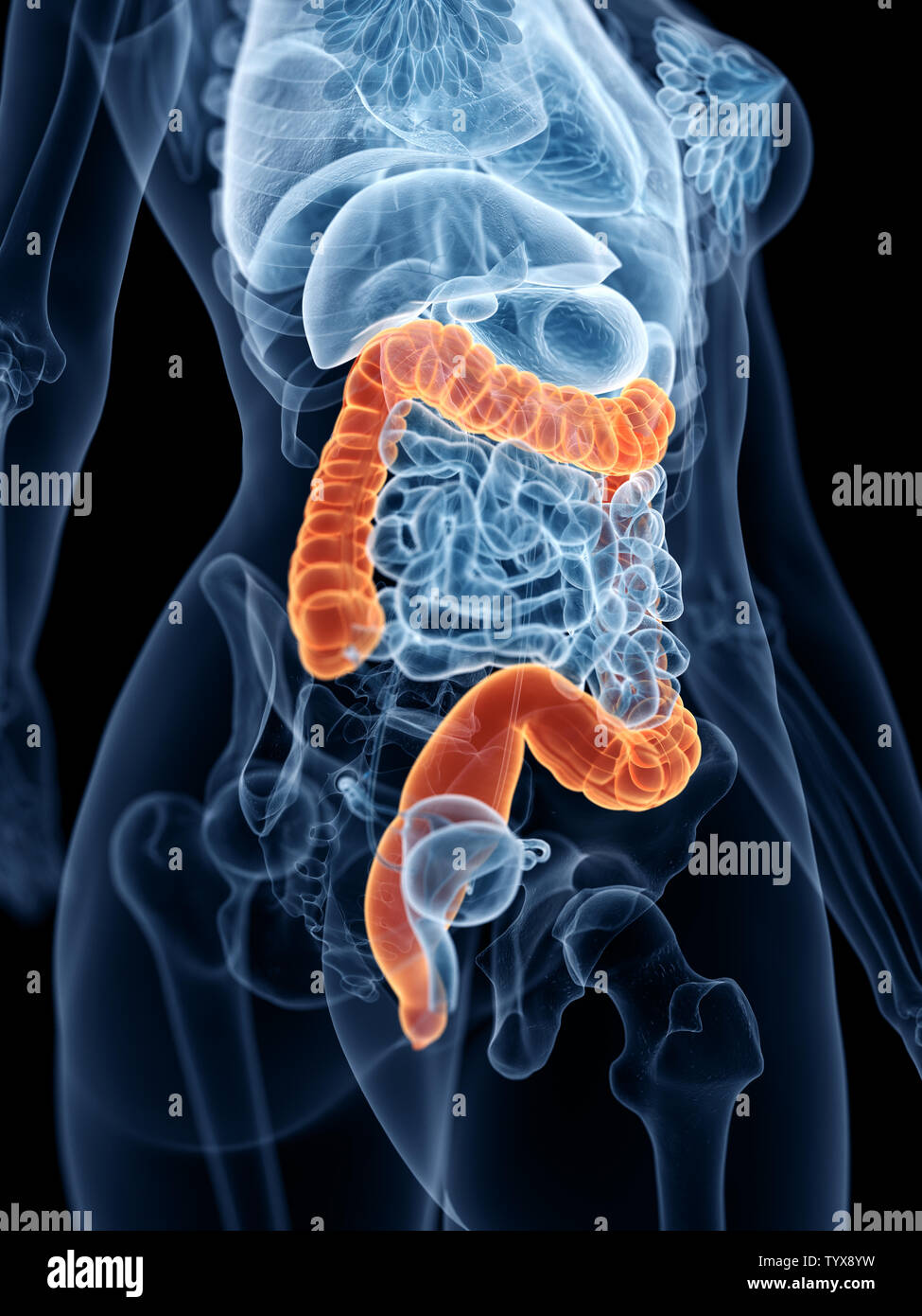 3d rendered medically accurate illustration of a womans large intestine ...