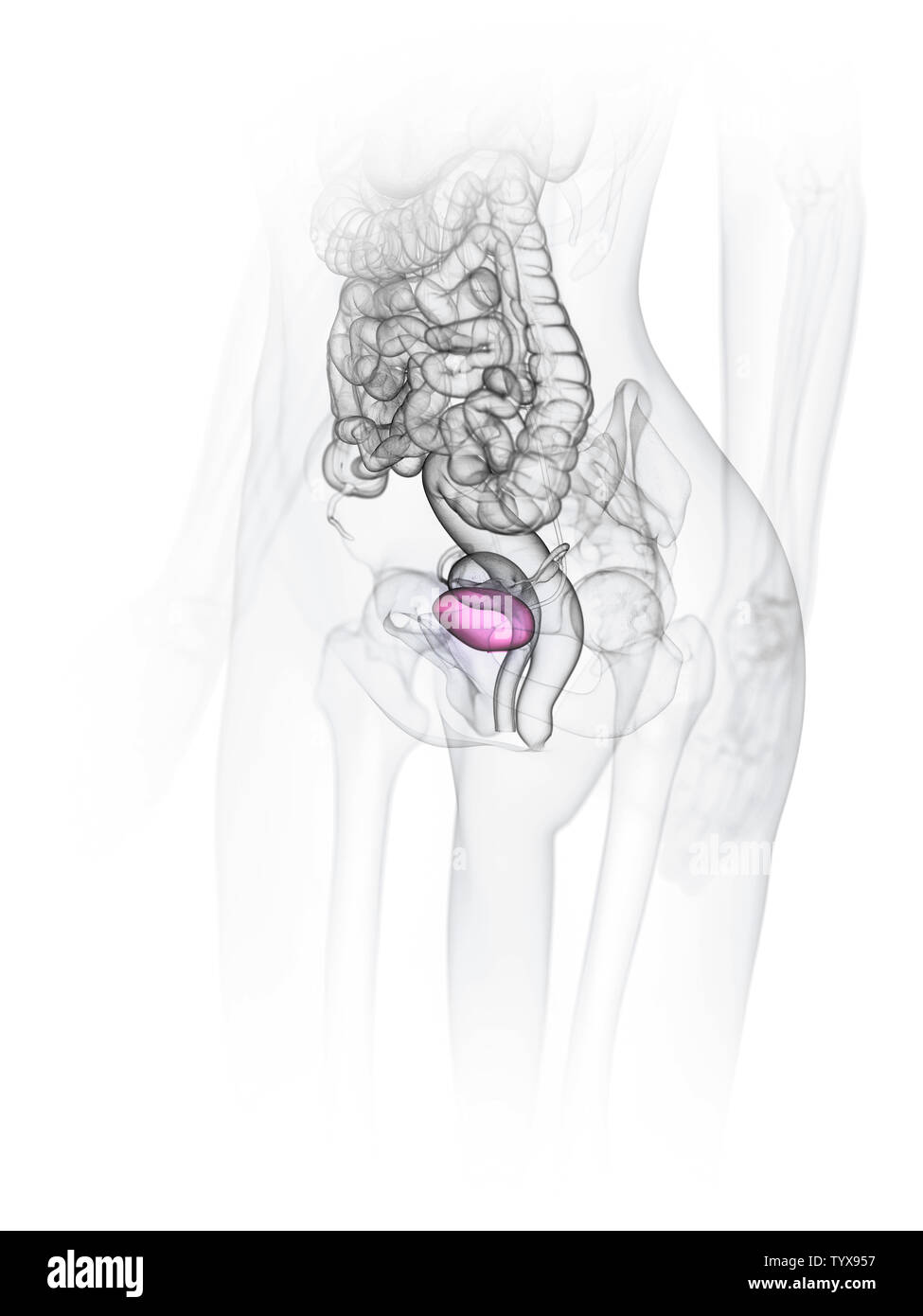 3d rendered medically accurate illustration of a womans bladder Stock ...