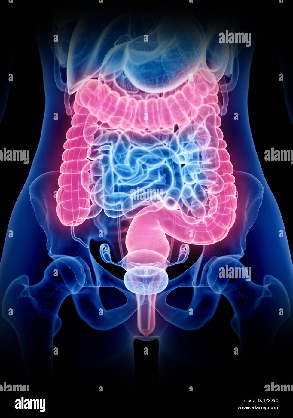 3d rendered medically accurate illustration of a womans large intestine ...