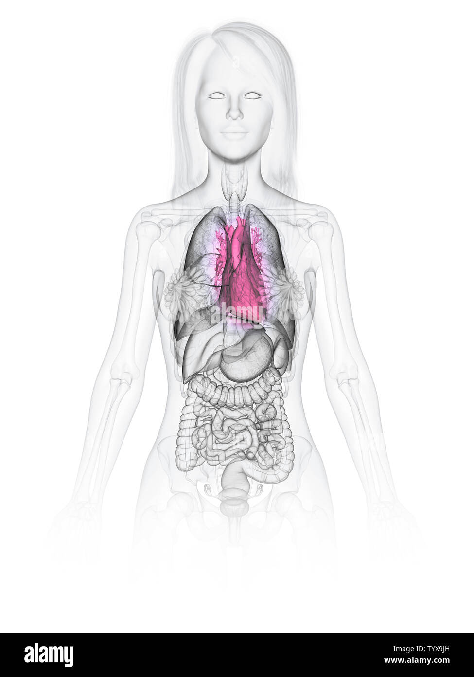 Medical illustration female circulatory heart Cut Out Stock Images ...