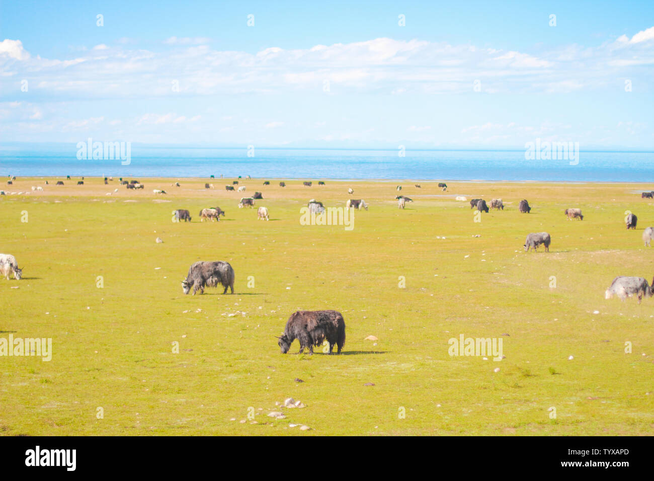 Qinghai lake qinghai lake scenery scenery around the lake hi-res stock ...