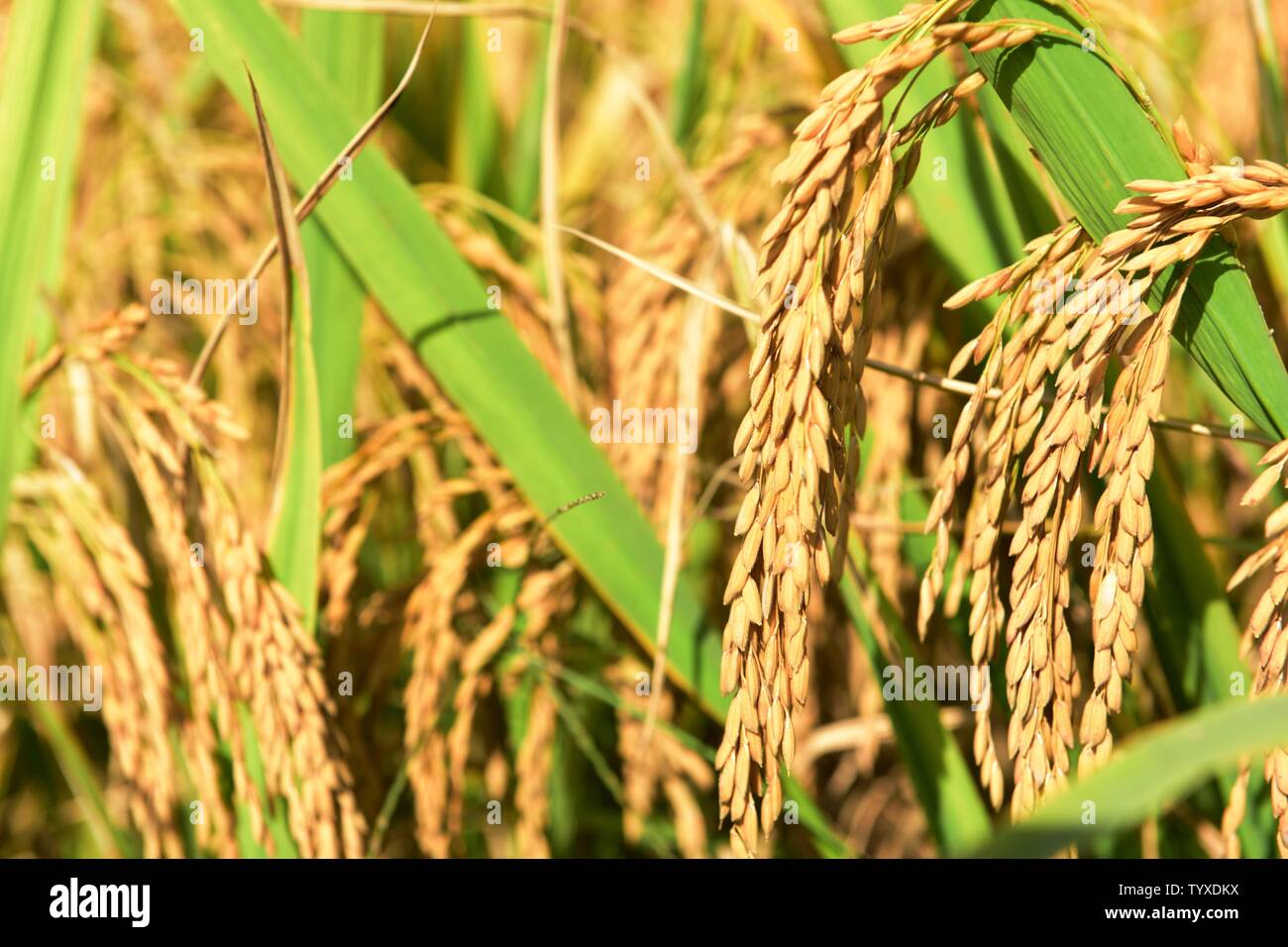 High-definition rice spike Stock Photo - Alamy