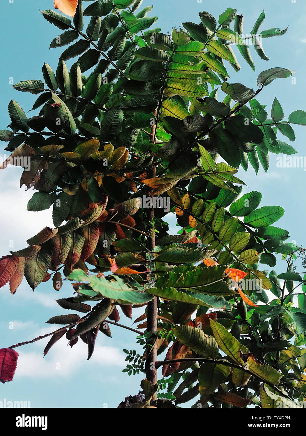 Torch under trees hi-res stock photography and images - Alamy