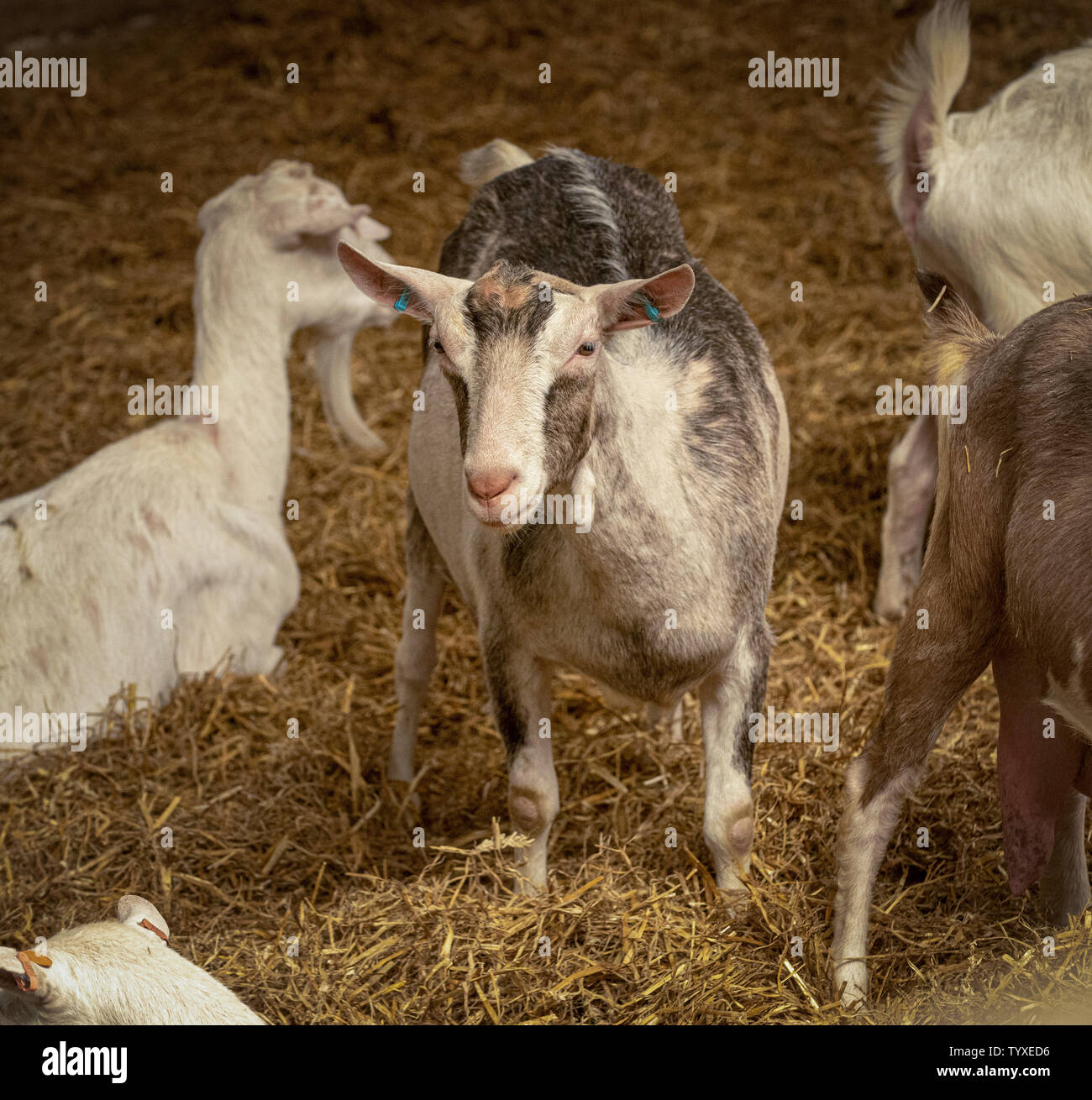 Farmed goat hi-res stock photography and images - Alamy