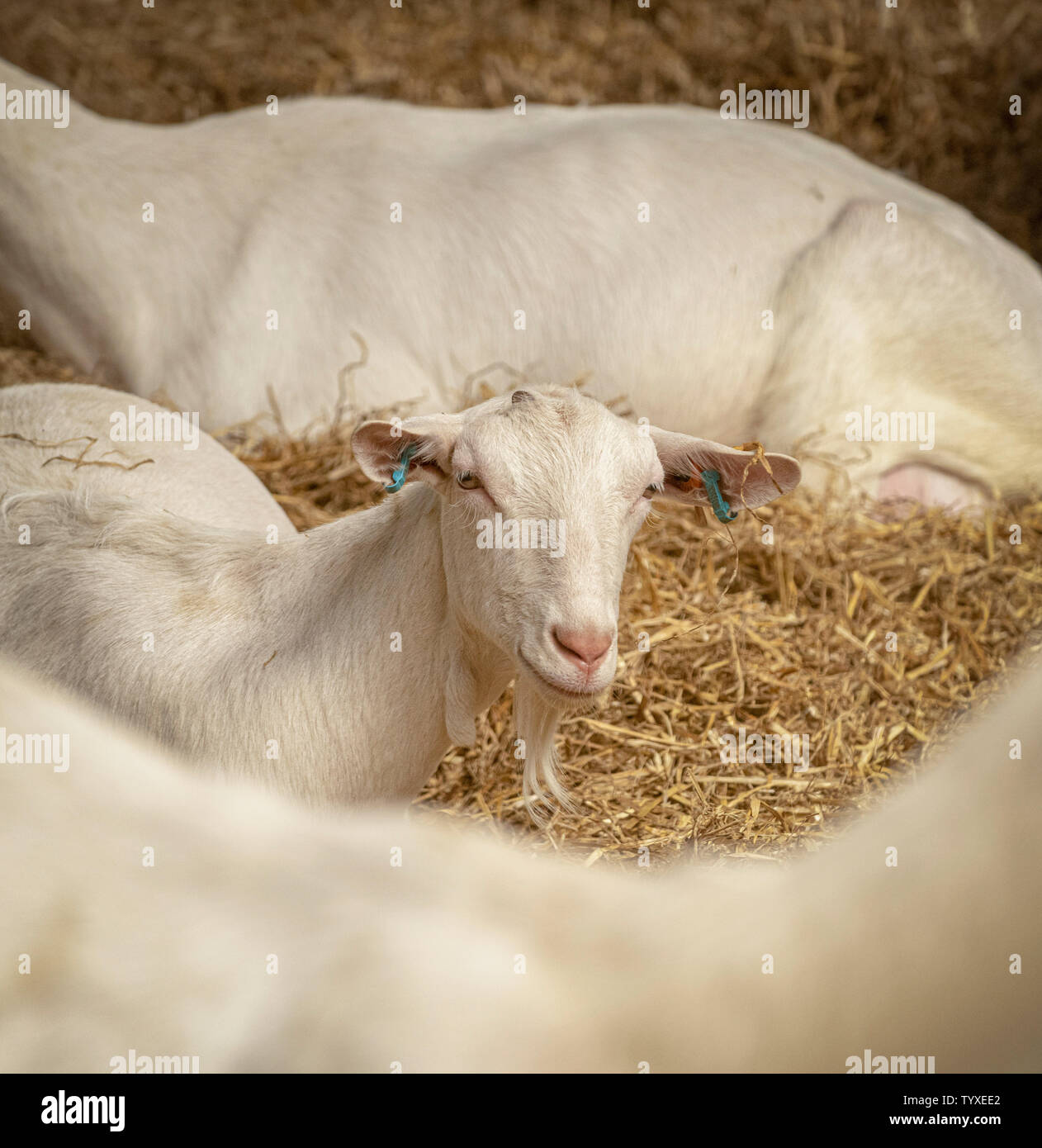 Goat farming hi-res stock photography and images - Alamy