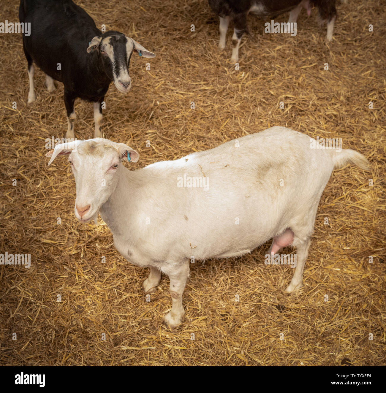 Farmed goat indoors Stock Photo - Alamy