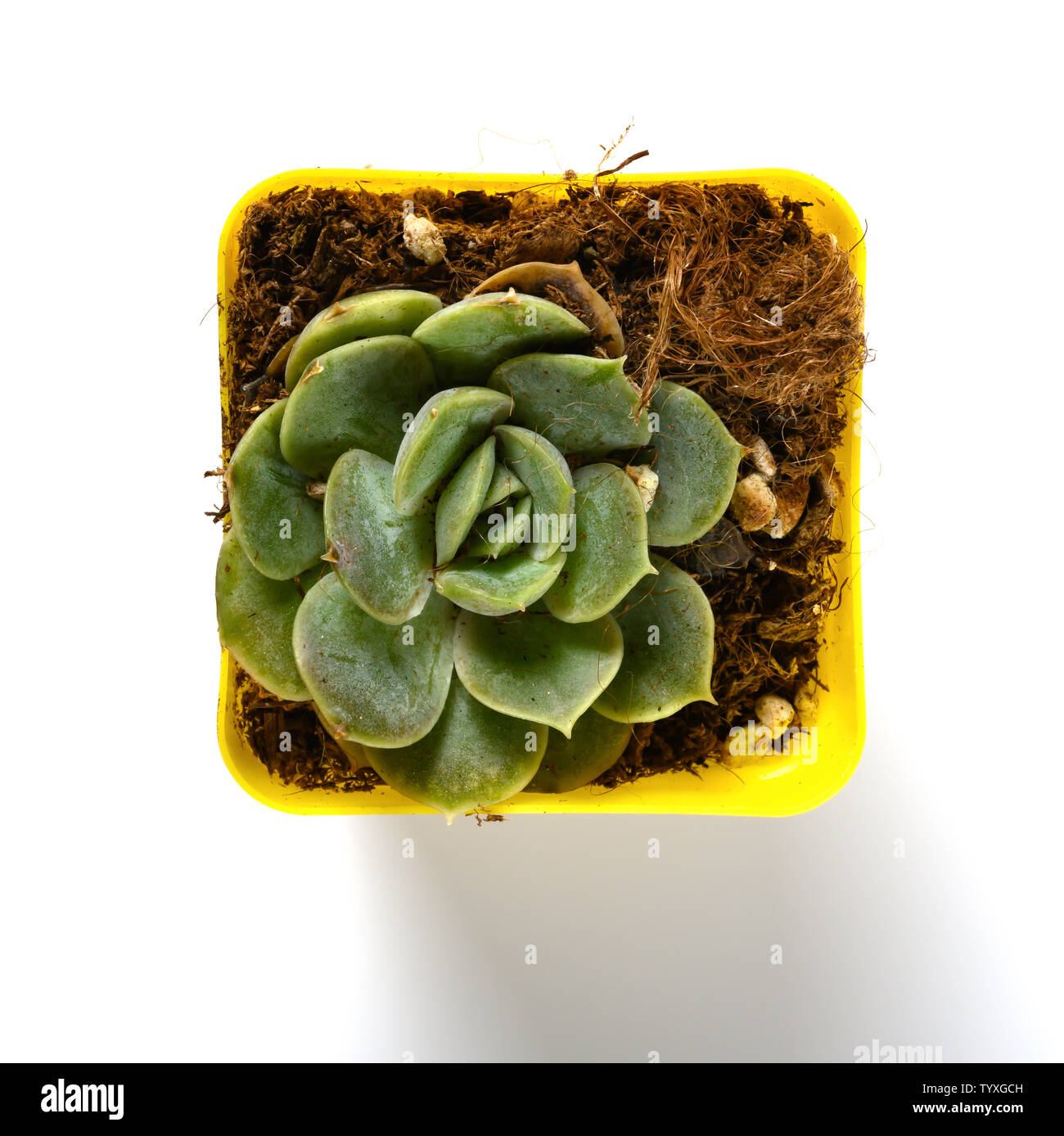 top view succulent plant of sedum adolphii on a white background Stock ...