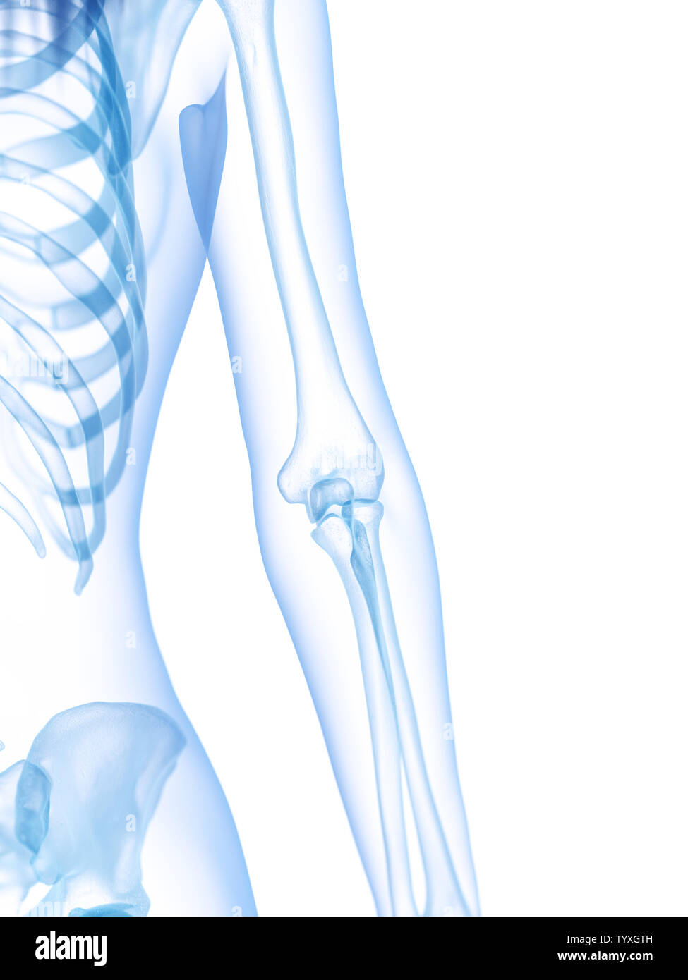 3d rendered medically accurate illustration of the skeletal elbow Stock ...
