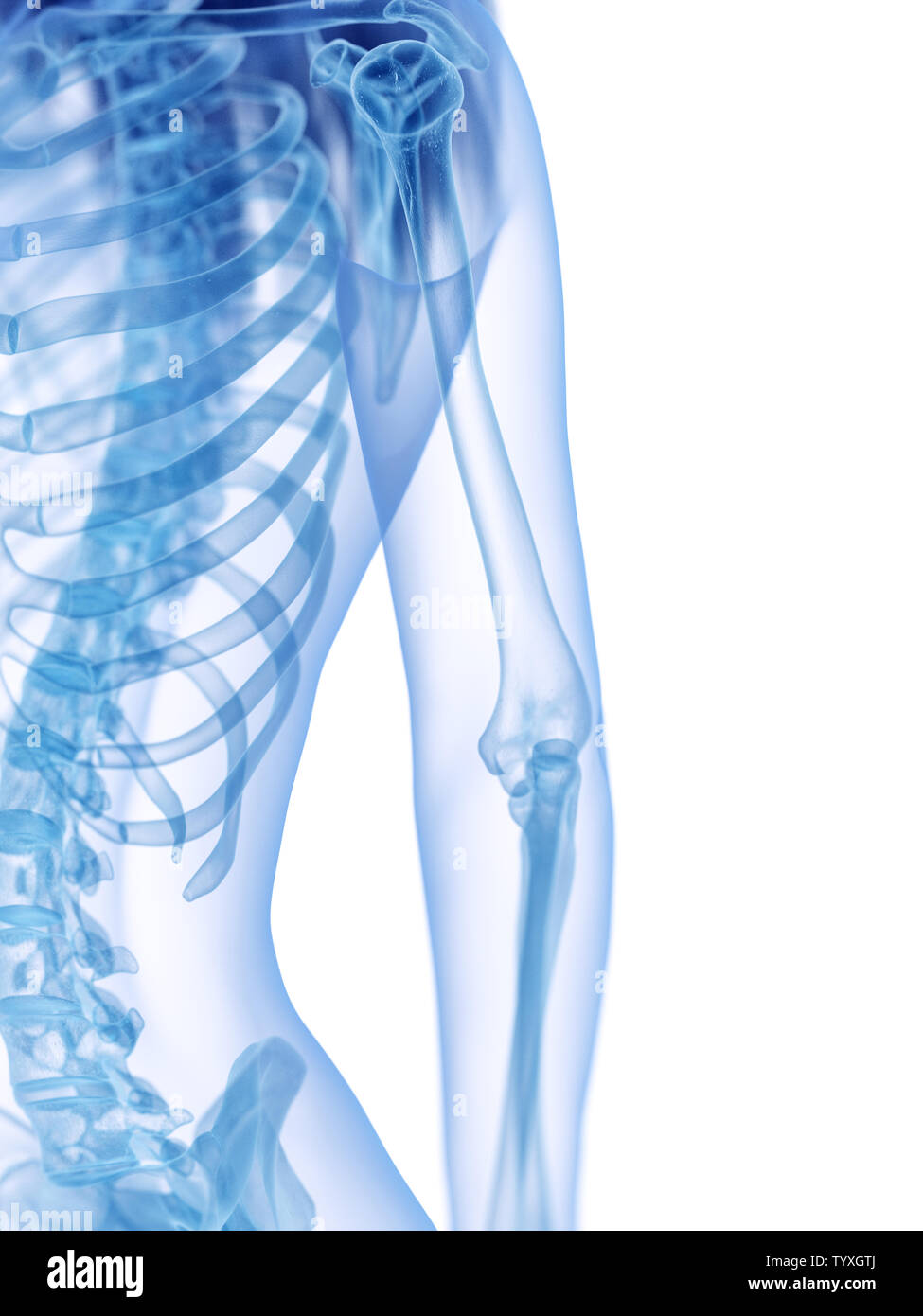 3d rendered medically accurate illustration of the skeletal elbow Stock ...