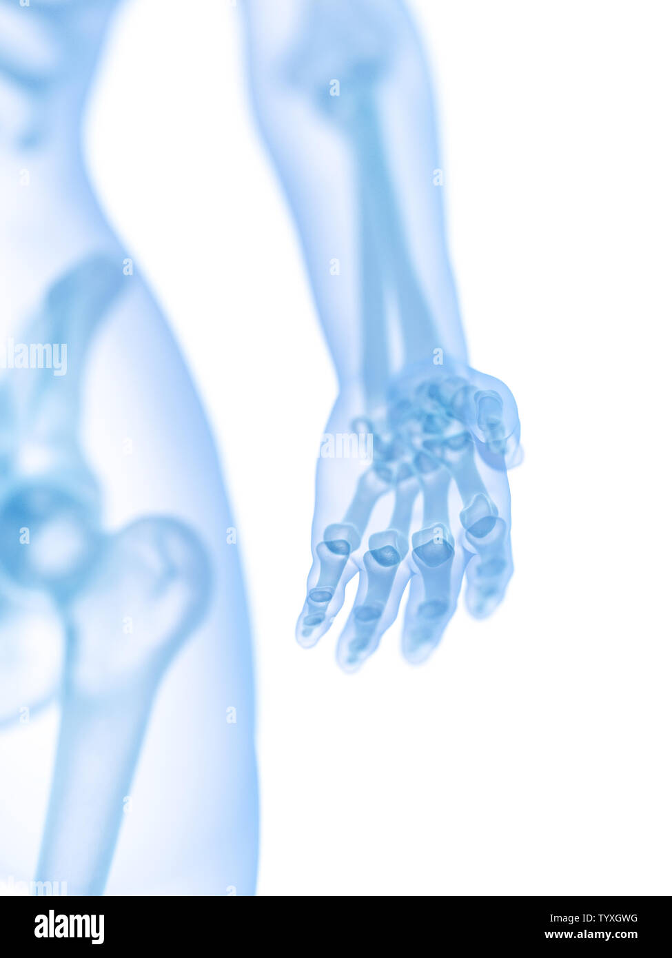 3d rendered medically accurate illustration of the skeletal hand Stock ...