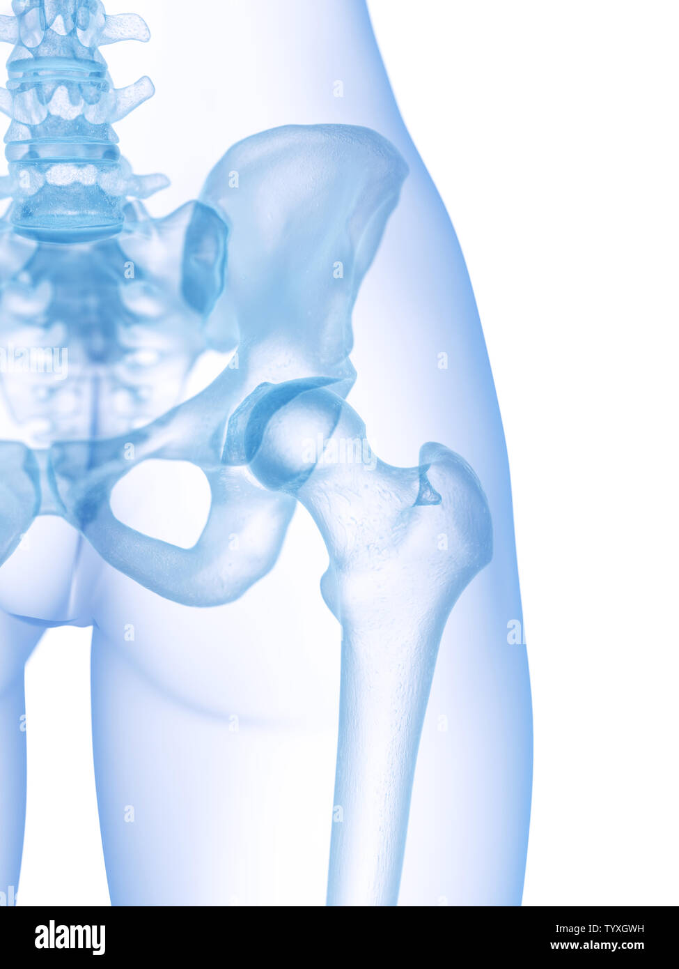 3d rendered medically accurate illustration of the skeletal hip Stock ...