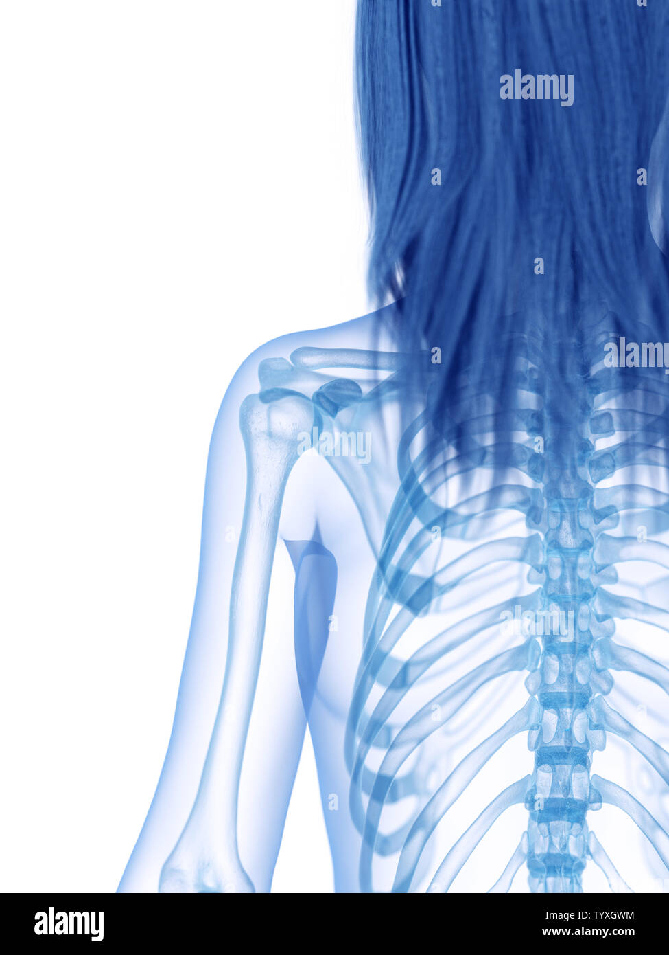 Female shoulder anatomy medical hi-res stock photography and images - Alamy