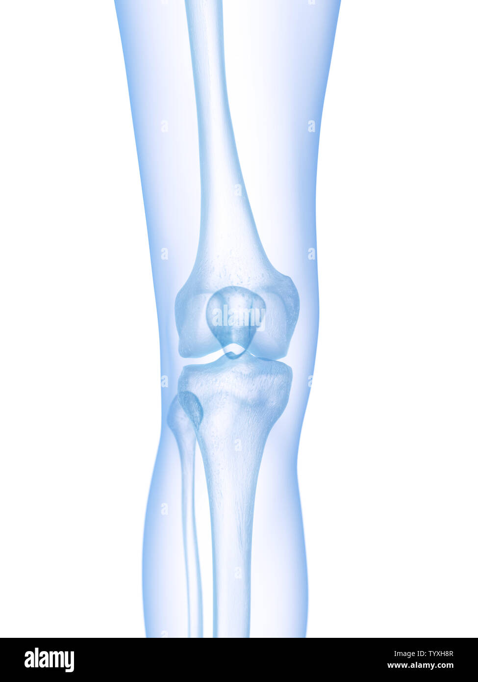 3d rendered medically accurate illustration of the skeletal knee Stock ...